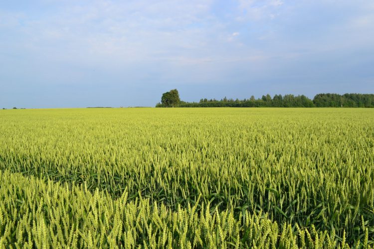 Zemnieku saimniecība "Kotiņi" | Latgales tūrisma mājaslapa