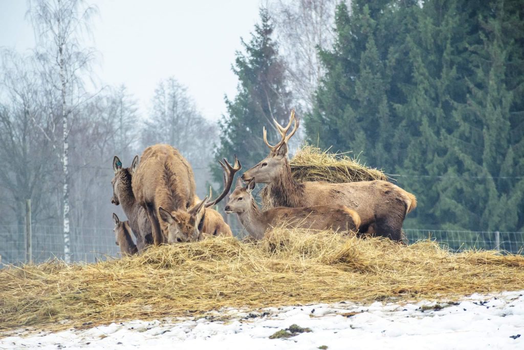 7 lieliski mini zoo Latgalē | Tūrisma jaunumi