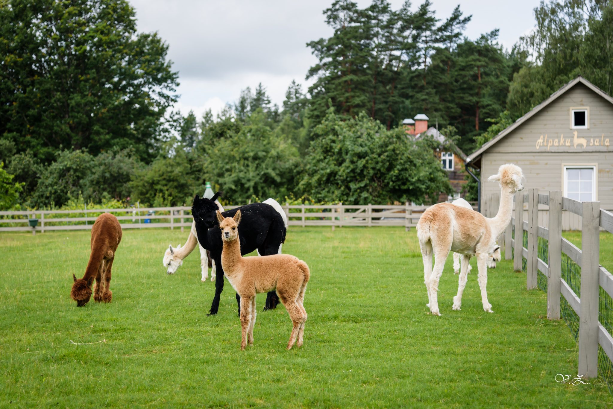 Alpaca Island | Latgale Tourism homepage